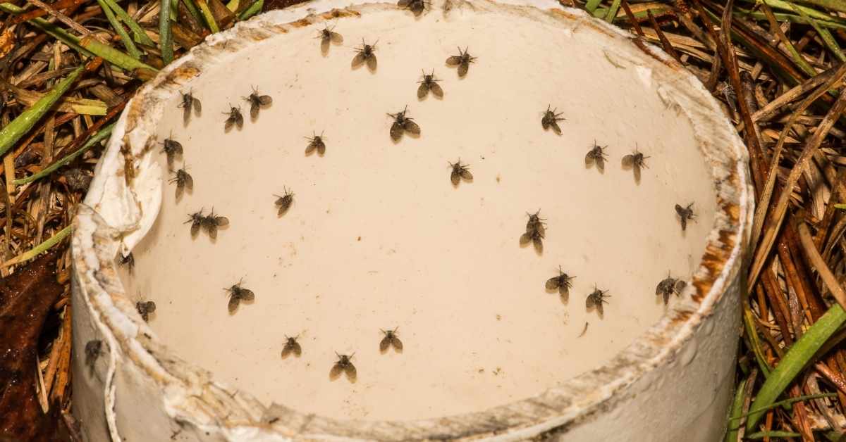 How to Get Rid of Drain Flies for Good - Plumbing Sniper
