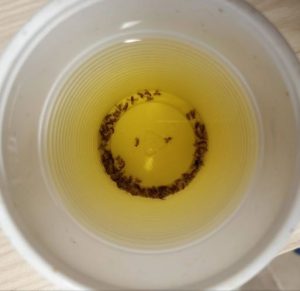 Natural Remedies for a Fly-Free Kitchen - Plumbing Sniper